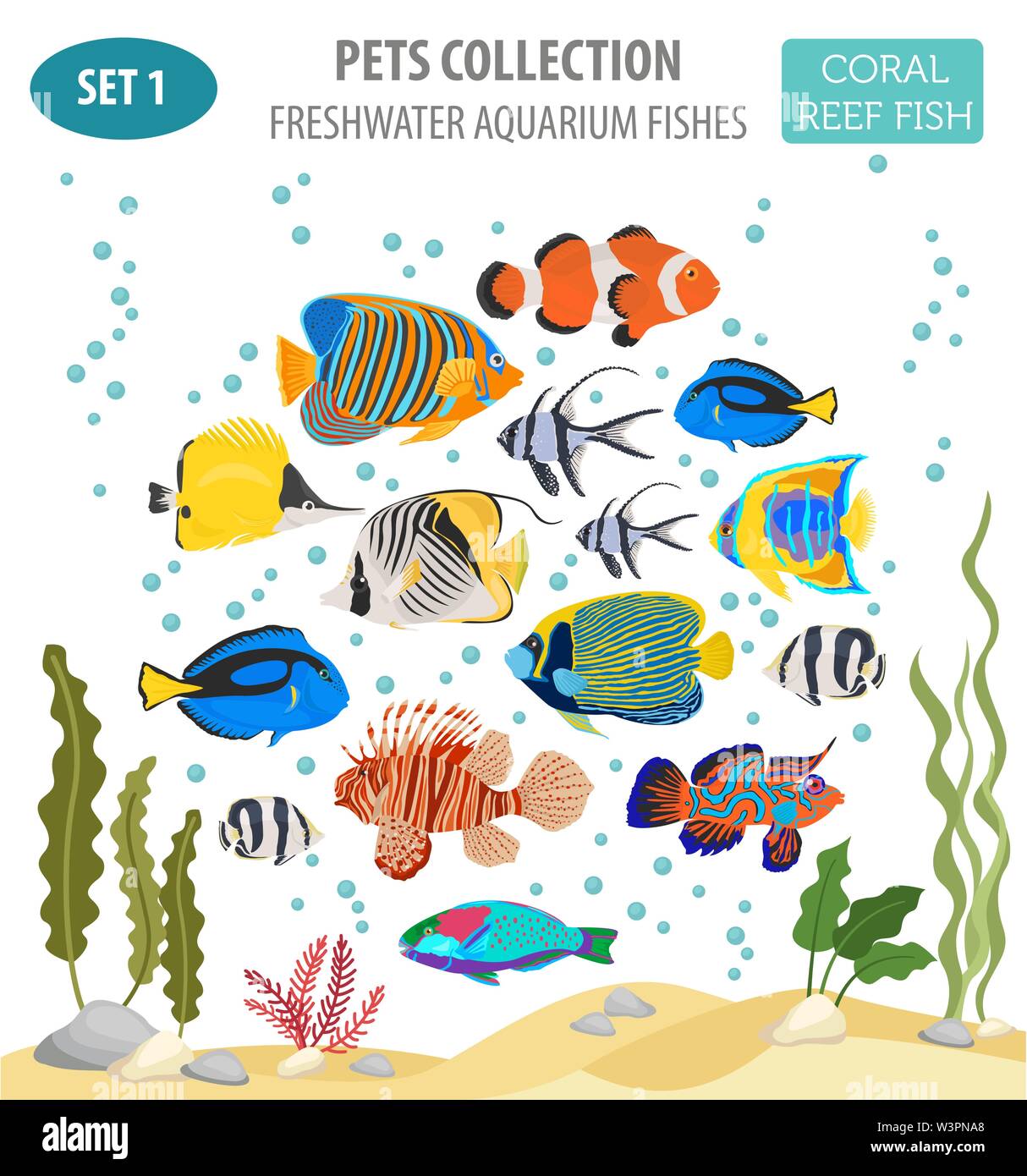 Emperor mandarin Stock Vector Images - Alamy