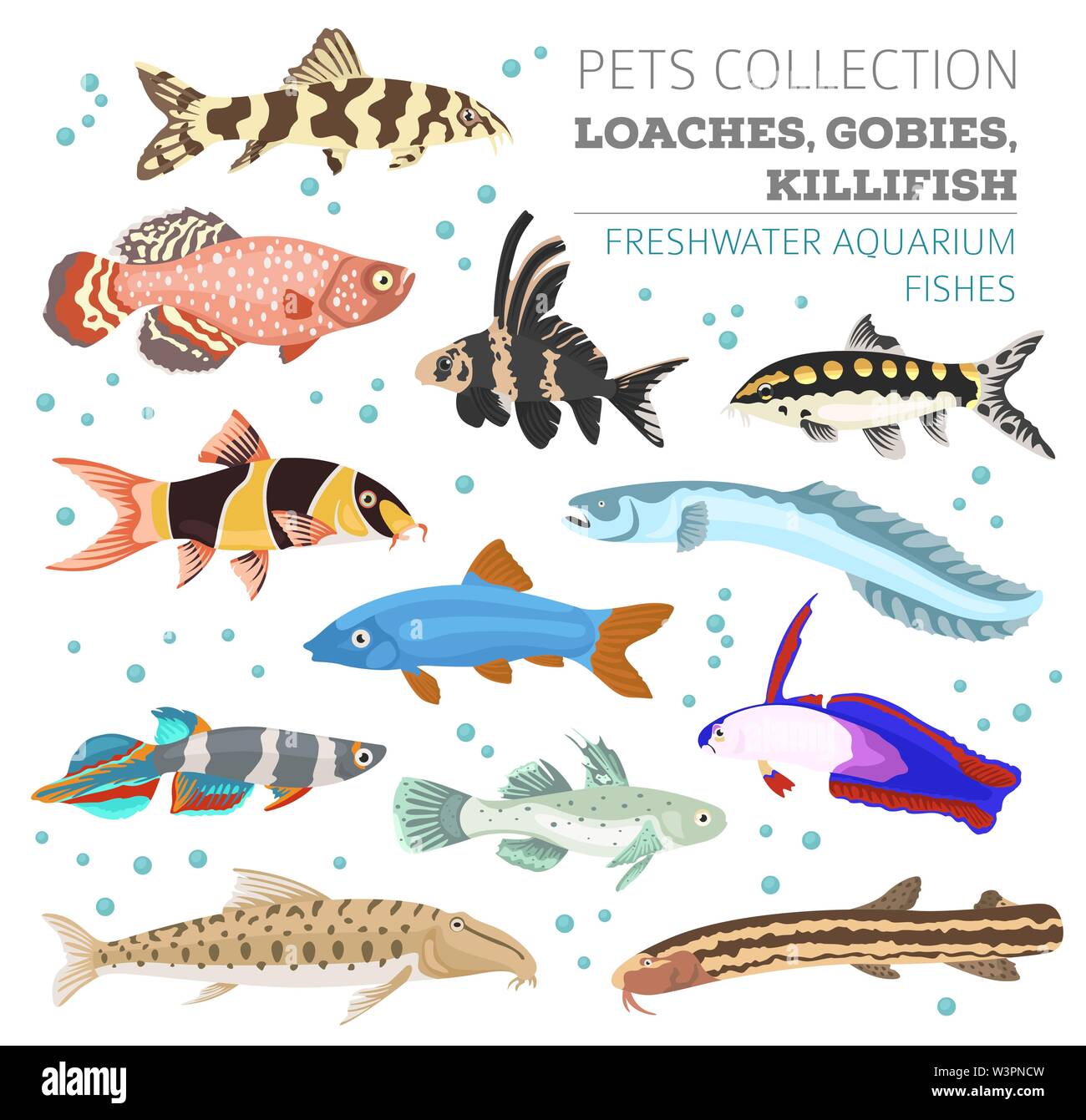 Bluefin Notho Killifish