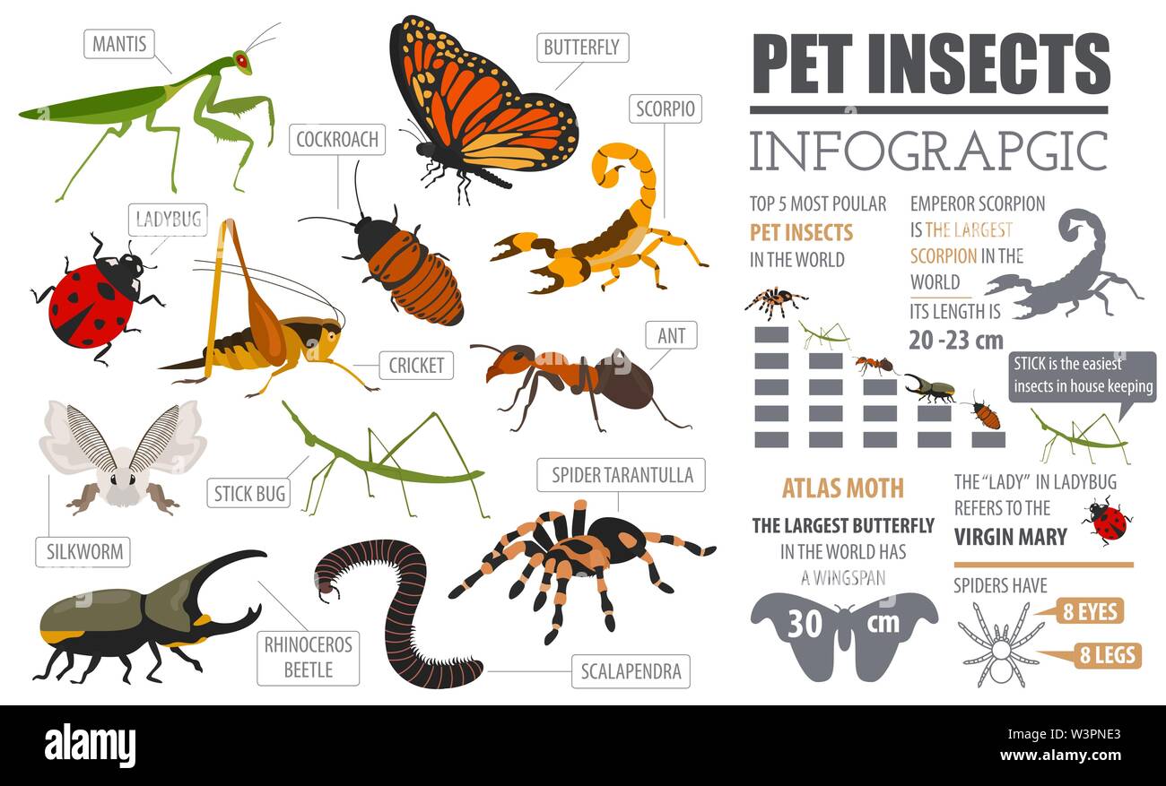 Pet insects breeds icon set flat style isolated on white. House keeping ...