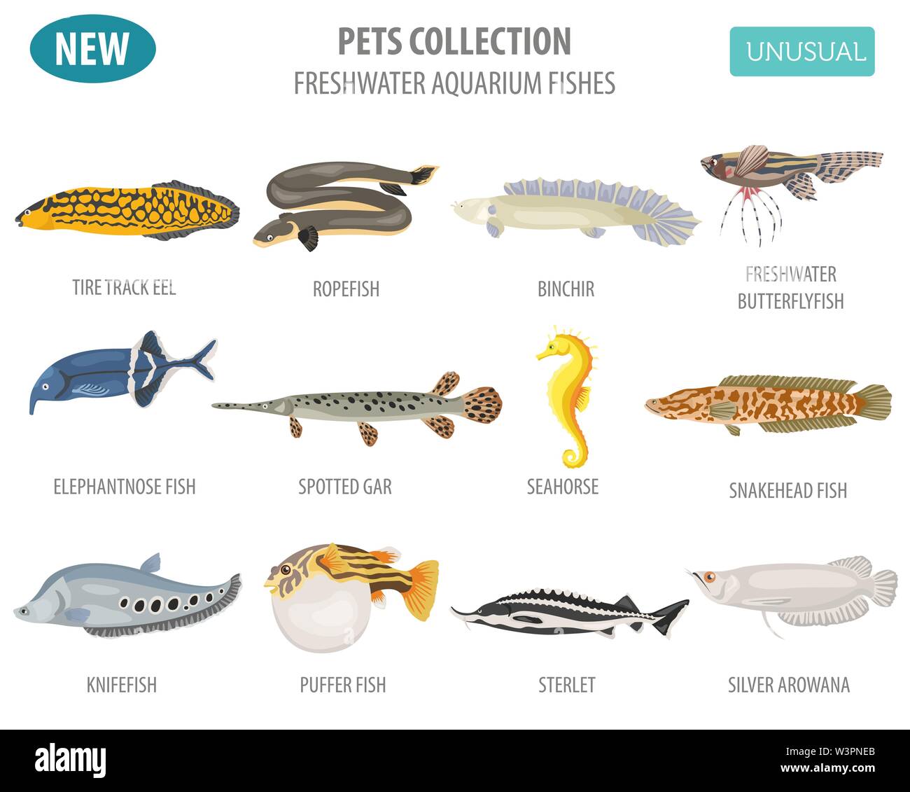 Pet Freshwater Fish Chart