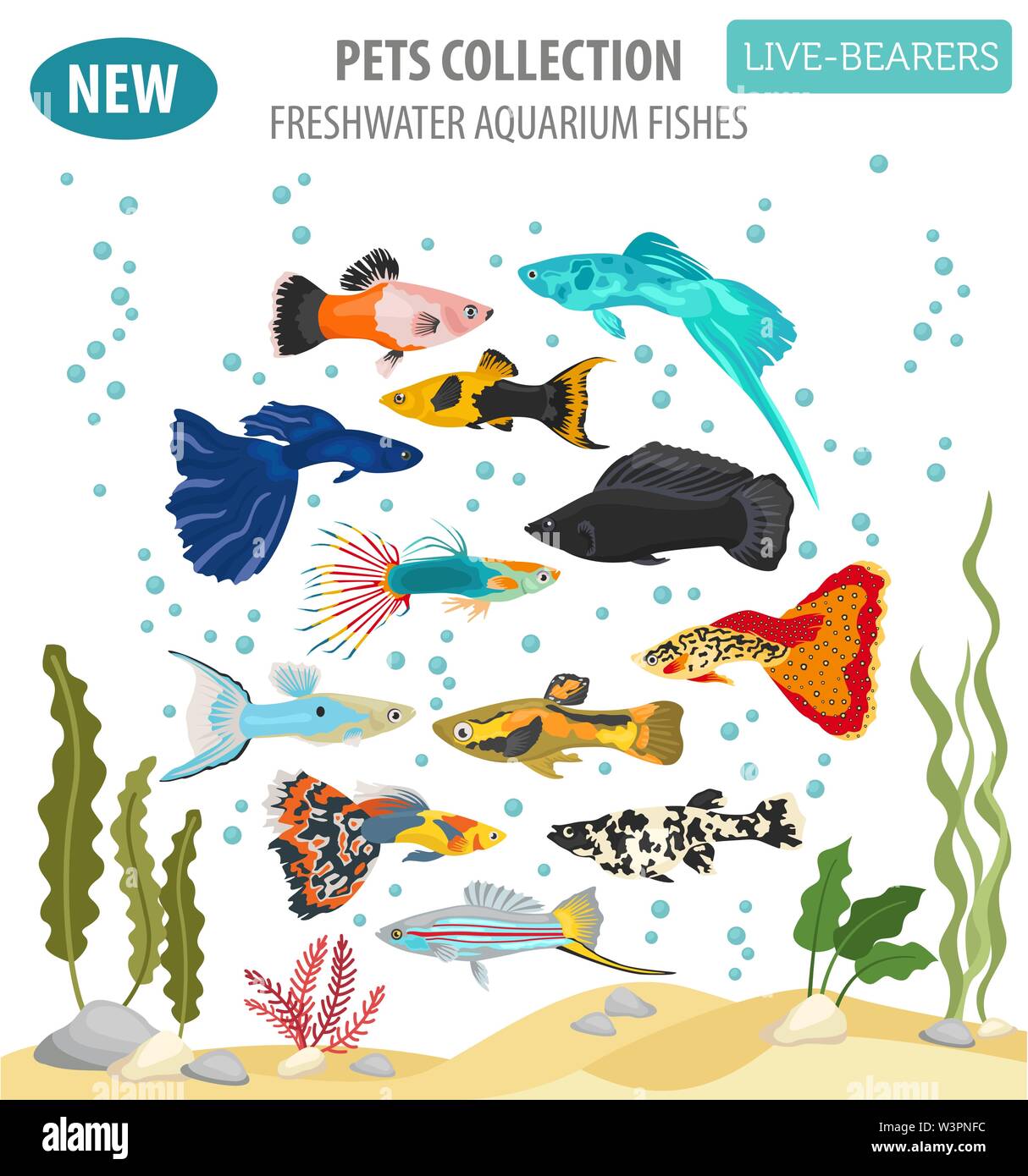 Freshwater fishes breeds icon set flat style isolated on white. Live ...