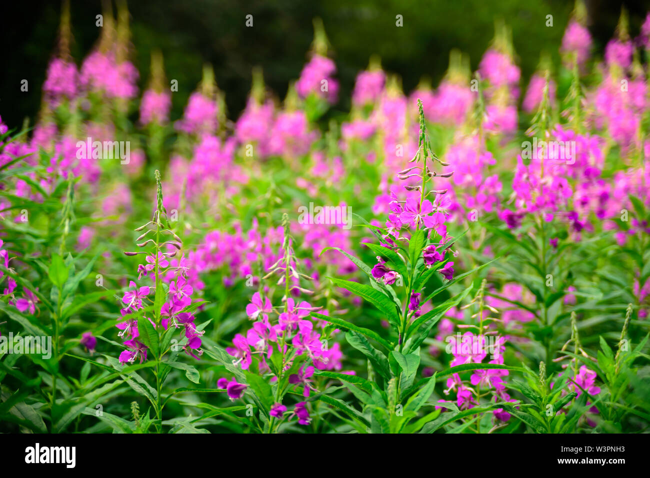 Fireweed plant hi-res stock photography and images - Alamy
