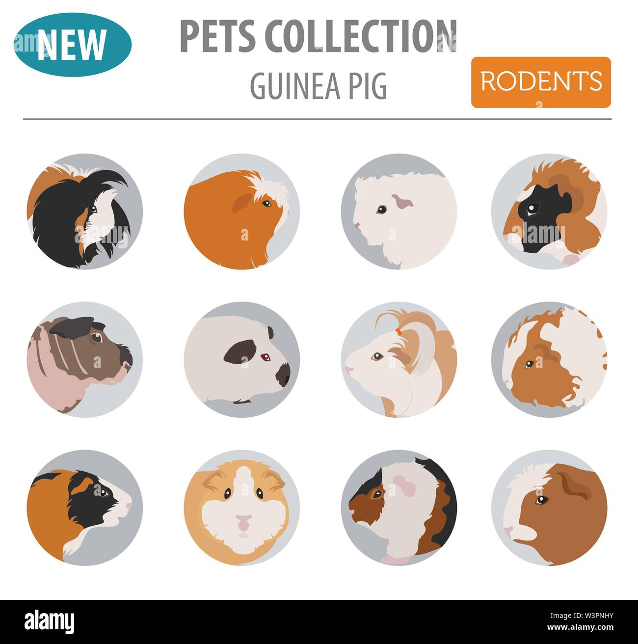 Guinea Pig breeds icon set flat style isolated on white. Pet rodents ...