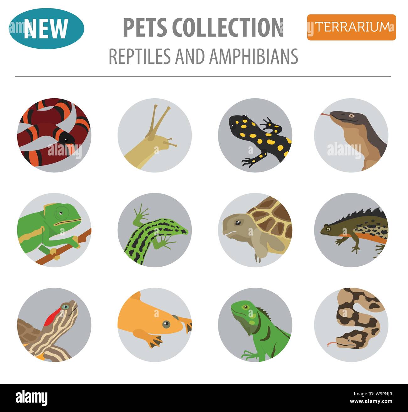 Reptiles And Amphibians Clipart