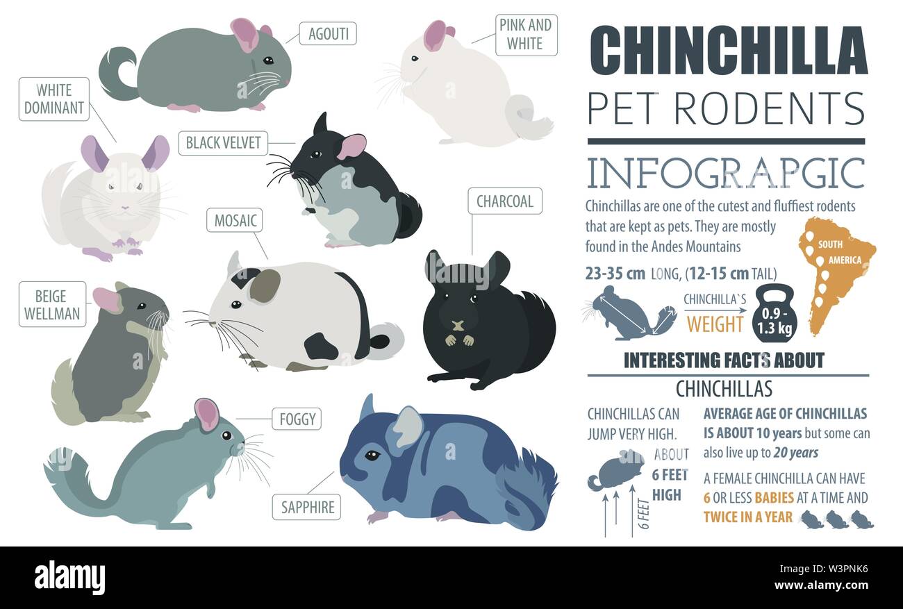 Chinchilla breeds icon set flat style isolated on white. Pet rodents ...