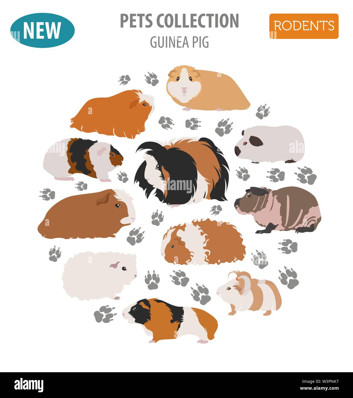 Guinea Pig breeds icon set flat style isolated on white. Pet rodents ...