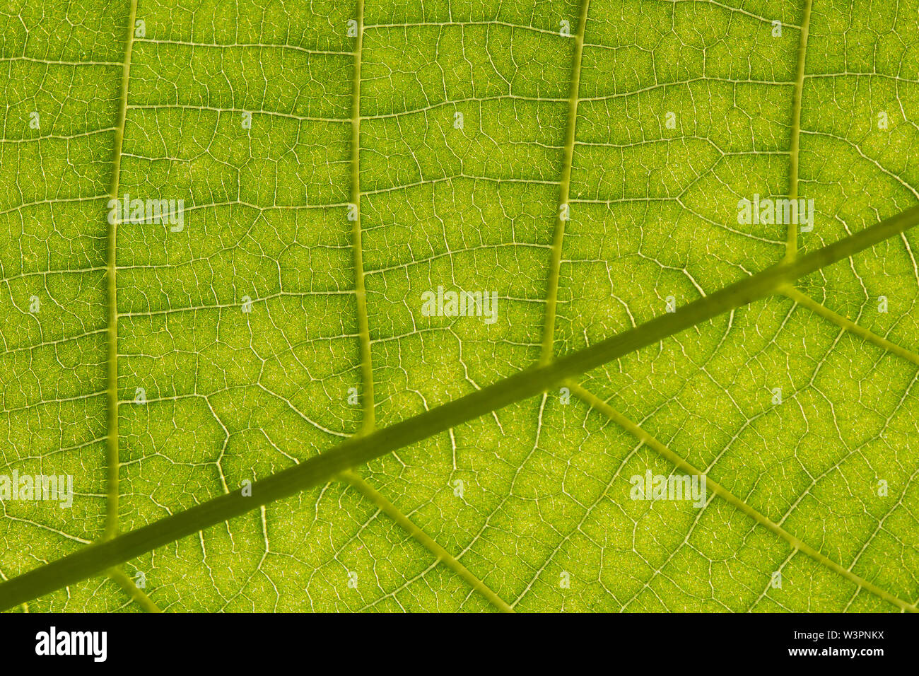 Close up backlit yellow green color live tree leaf natural furcate vein ...