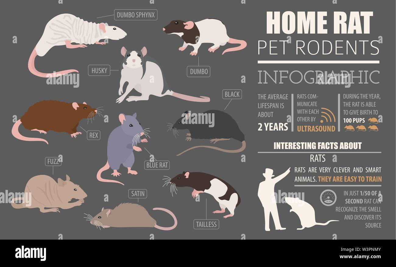 Rat Breeds Infographic Template Icon Set Flat Style Isolated Pet