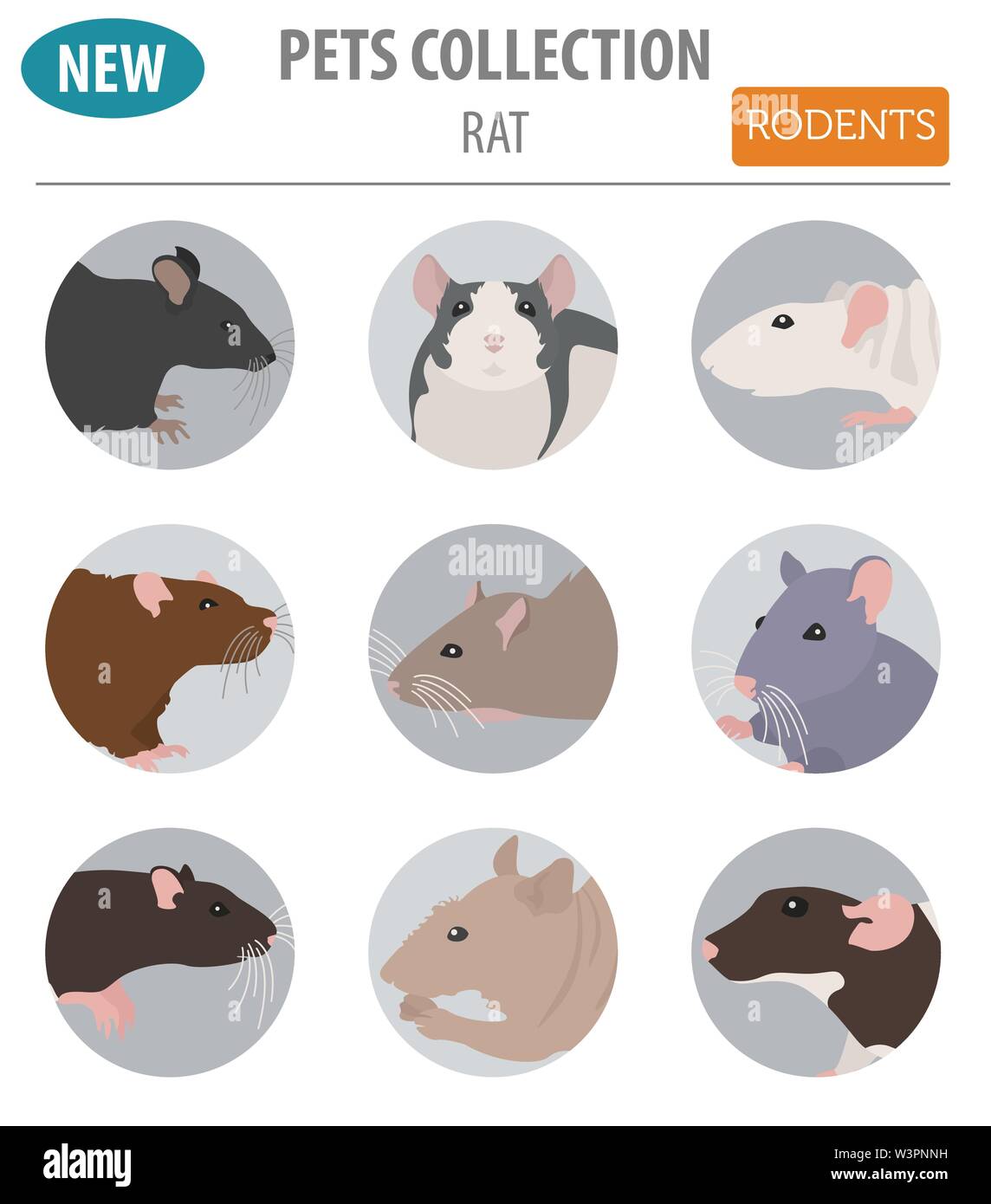 Rat breeds icon set flat style isolated on white. Pet rodents ...