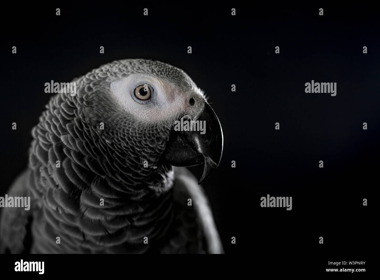 Grey african pet parrot speaking hi-res stock photography and images ...