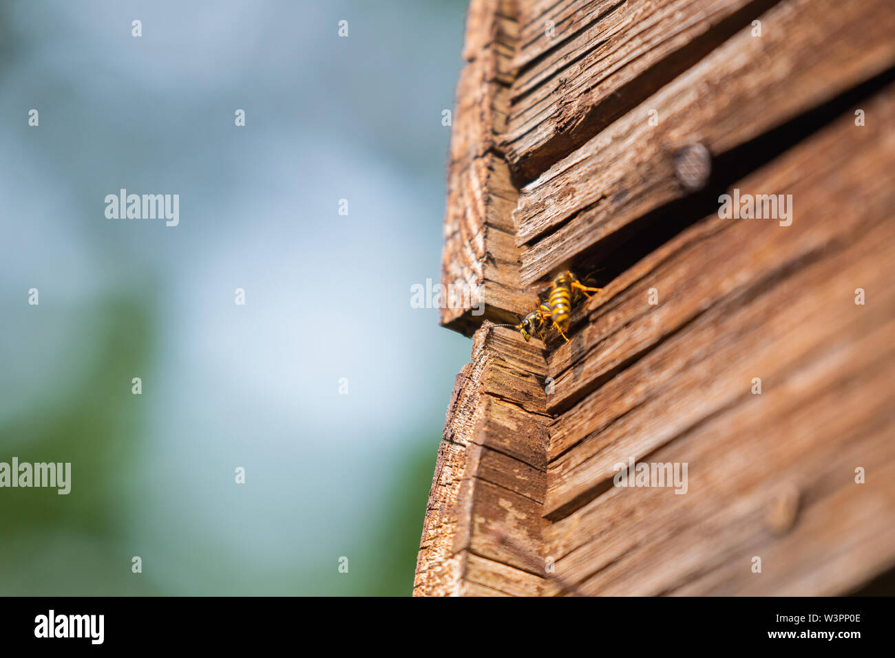 Wasps fly into their nest behind old wood panels Stock Photo - Alamy