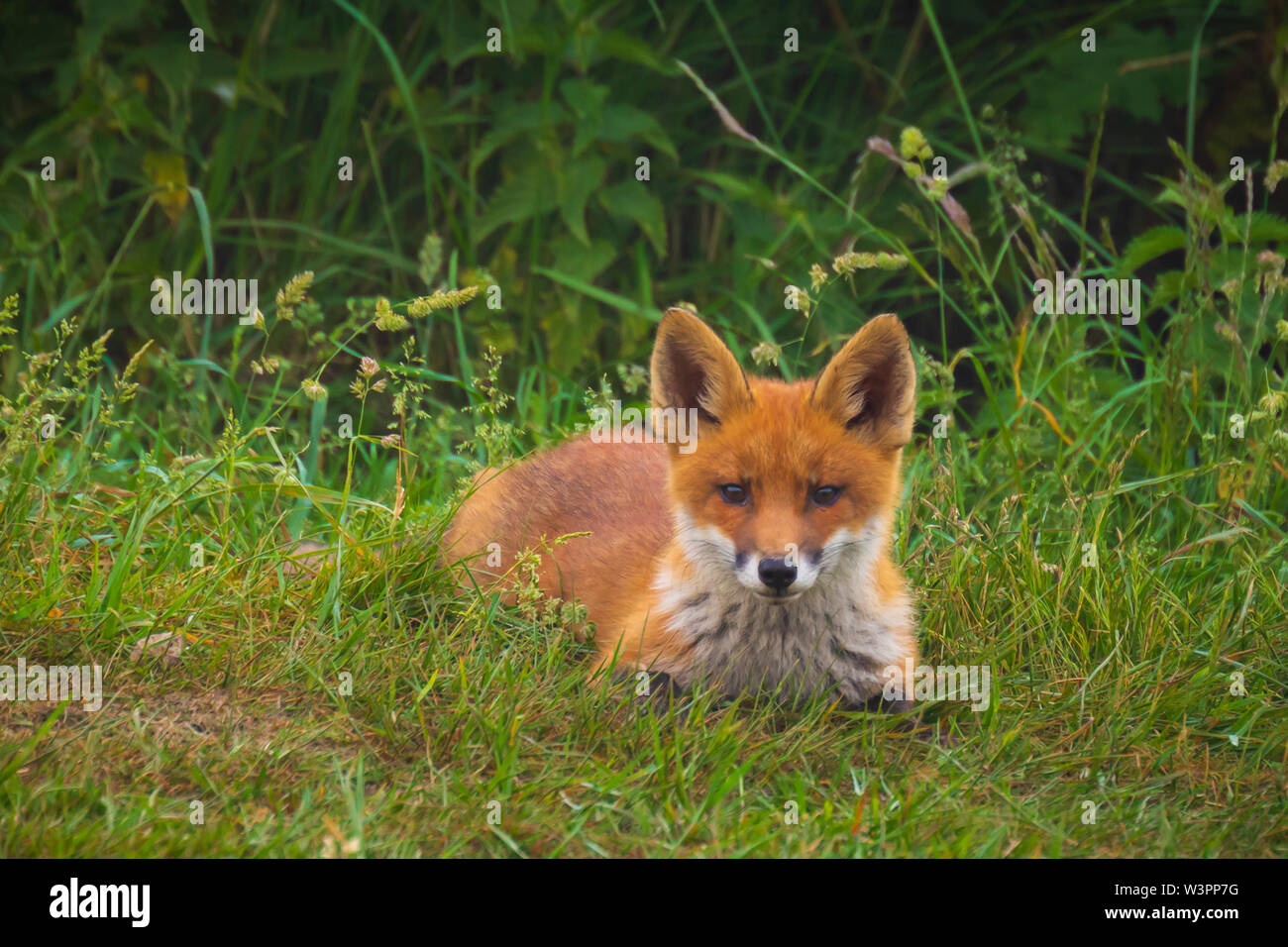 Fox nest hi-res stock photography and images - Alamy