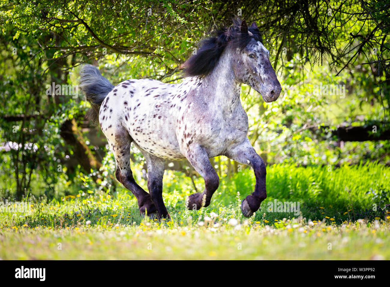Noriker horse hi-res stock photography and images - Alamy