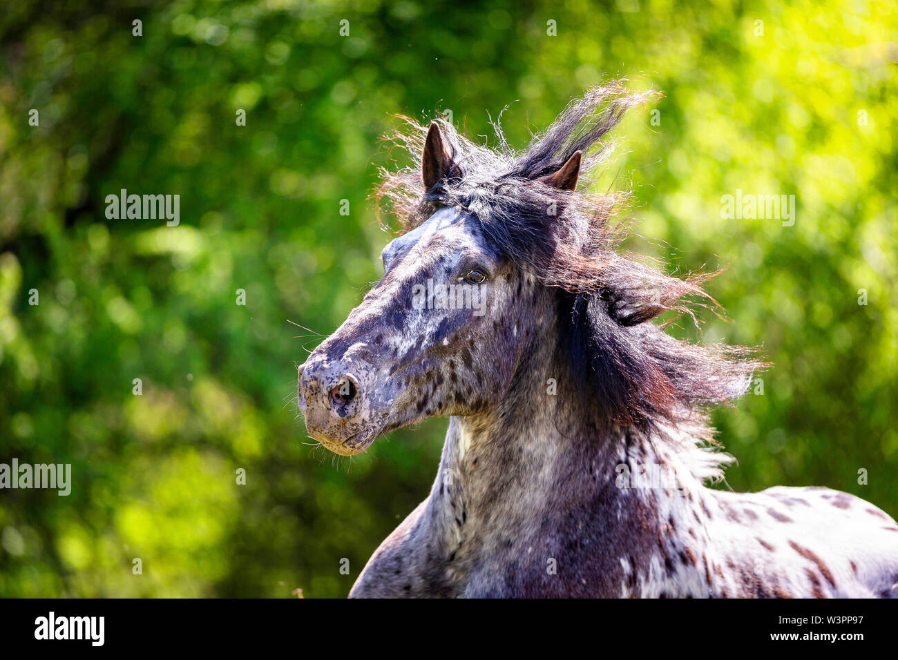Noriker horse norico pinzgauer hi-res stock photography and images - Alamy