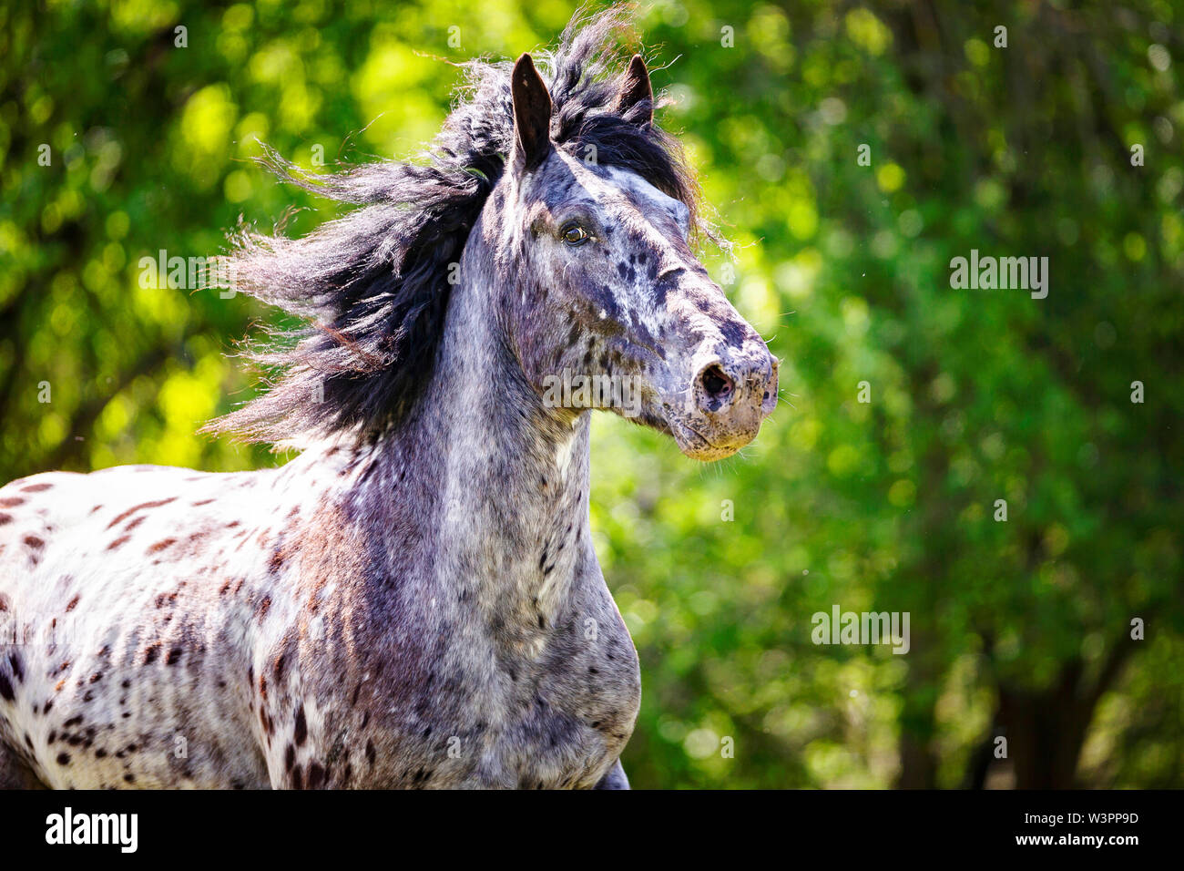 Noriker Horse. Portrait of leopard-spotted gelding. Germany Stock Photo ...