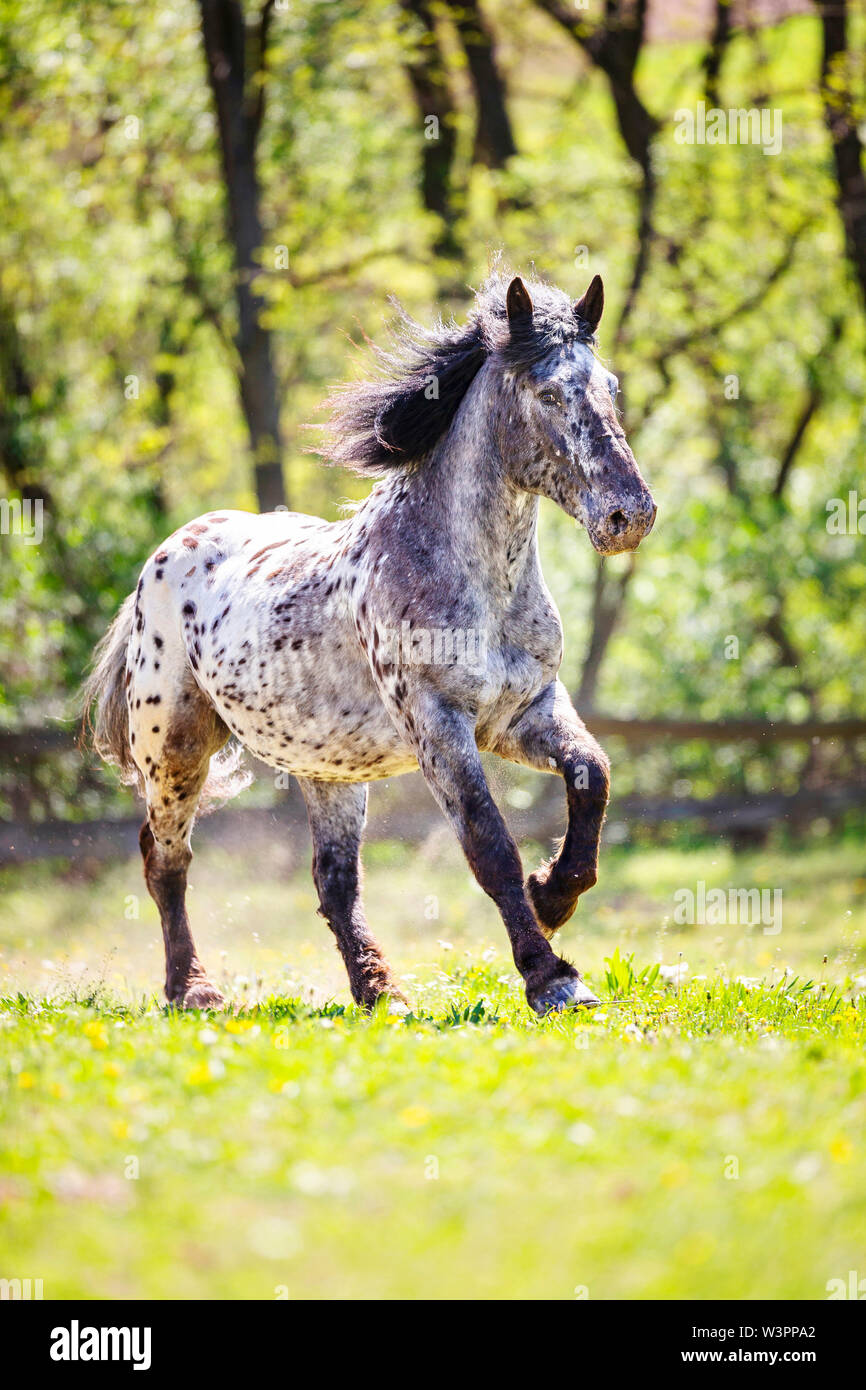 Noriker Horse. Leopard-spotted gelding galloping on a pasture. Germany ...