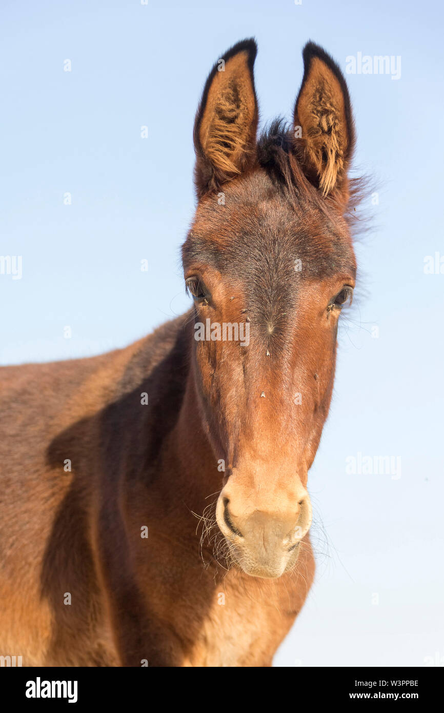 Mule. Portrait of a female. Egypt Stock Photo - Alamy