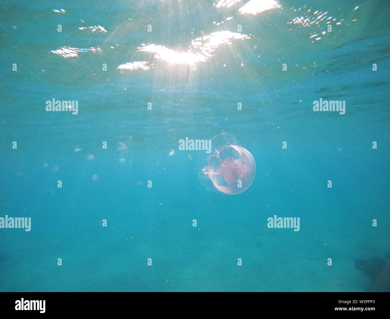 Red sea jellyfish close up and other inhabitants. Amelia aurita close ...