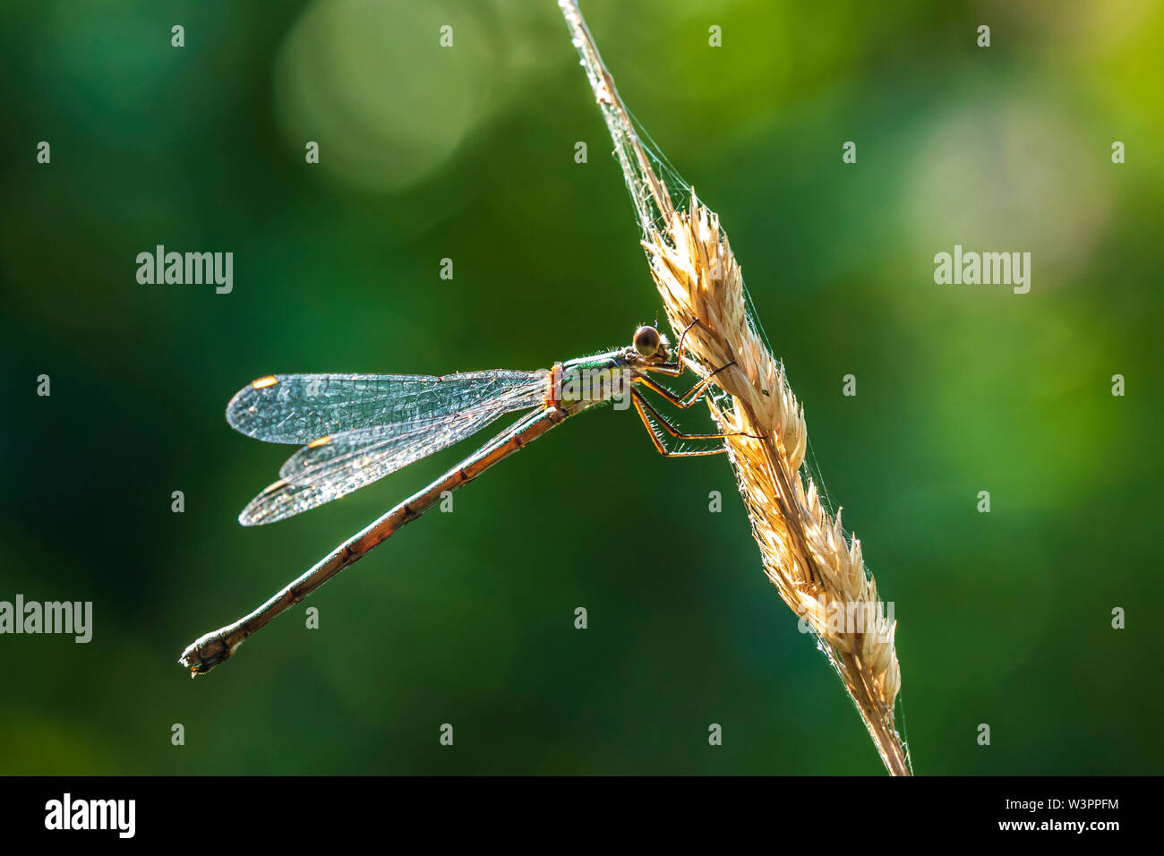 Detail closeup of a western willow emerald damselfly, Chalcolestes ...