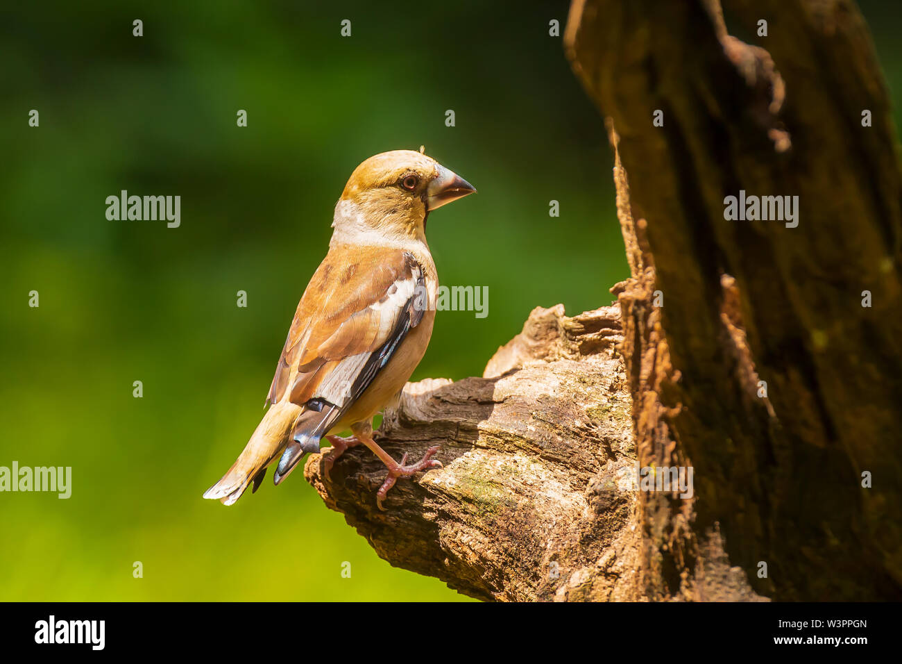 Hawfinch female hi-res stock photography and images - Alamy