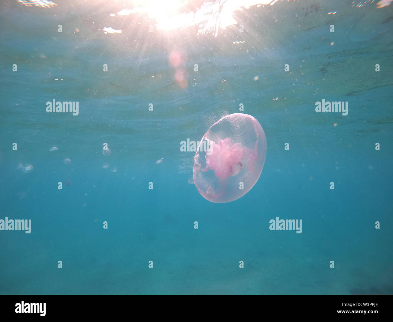 Red sea jellyfish close up and other inhabitants. Amelia aurita close ...
