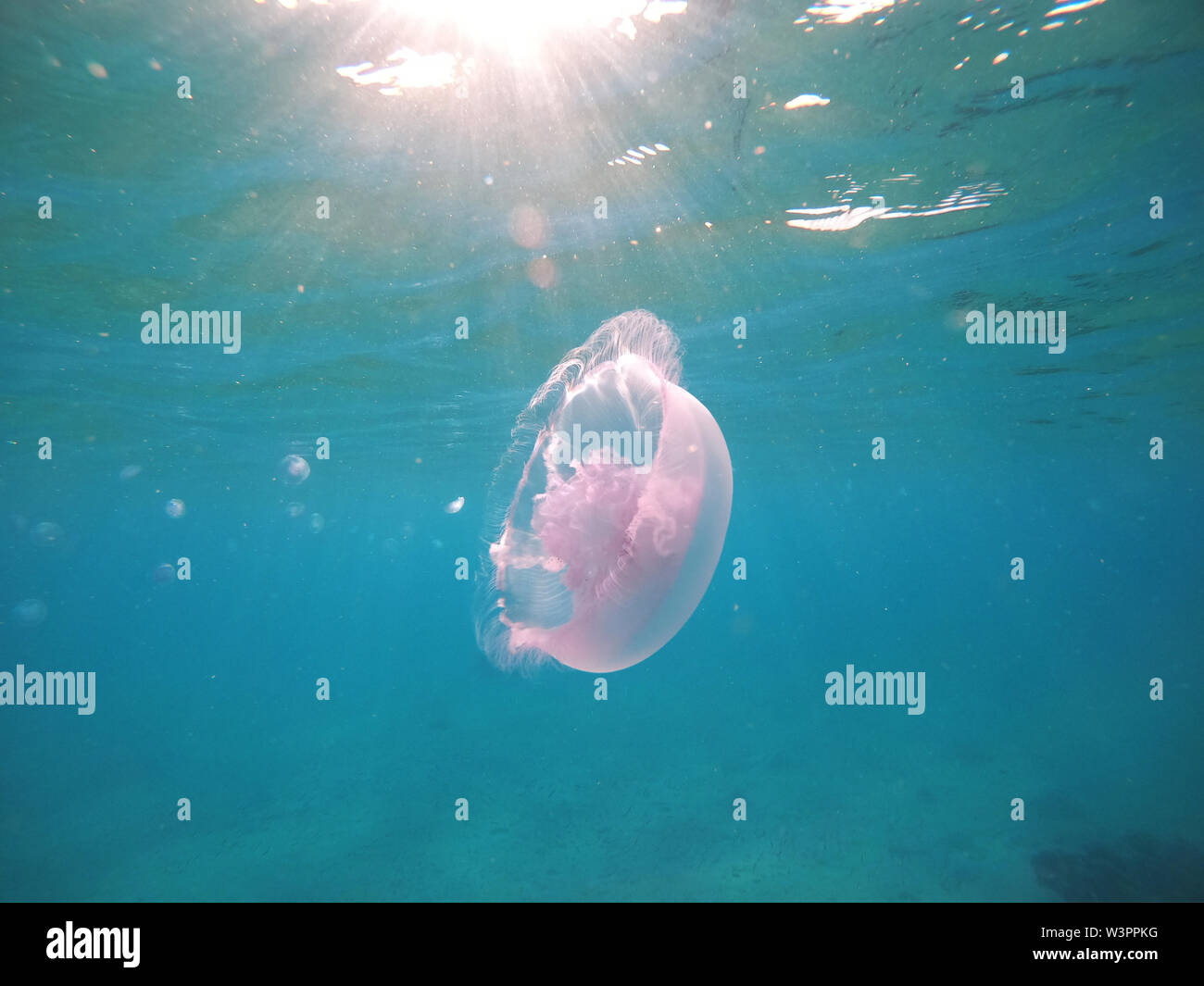 Deep red jellyfish hi-res stock photography and images - Alamy