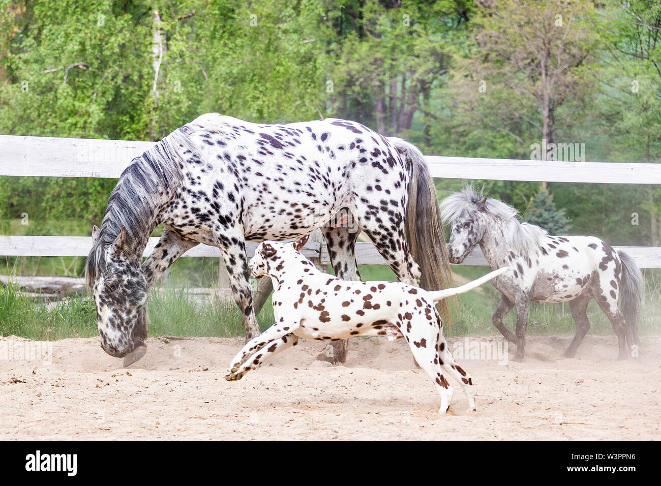 Dalmatian riding on the horse hi-res stock photography and images - Alamy