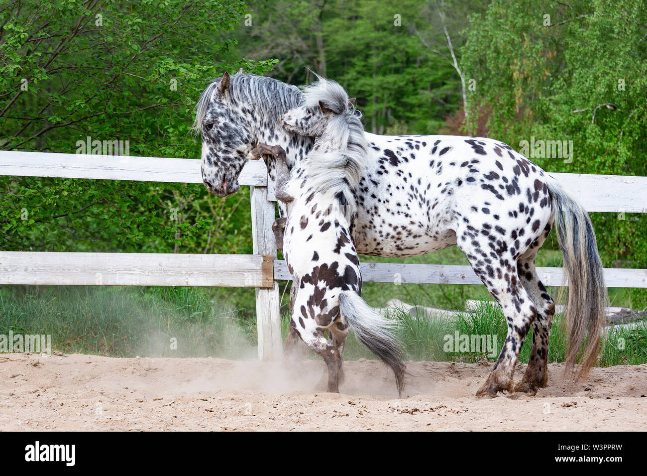 Knabstrup Horse and Shetland Pony, Miniature Appaloosa. Two stallions ...