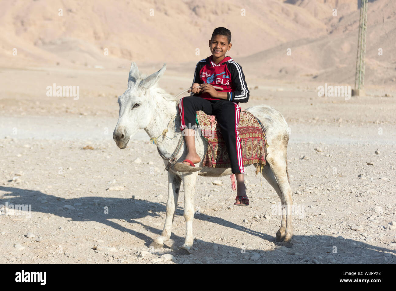 Domestic Donkey (Equus asinus asinus). Boy riding on donkey. Luxor ...