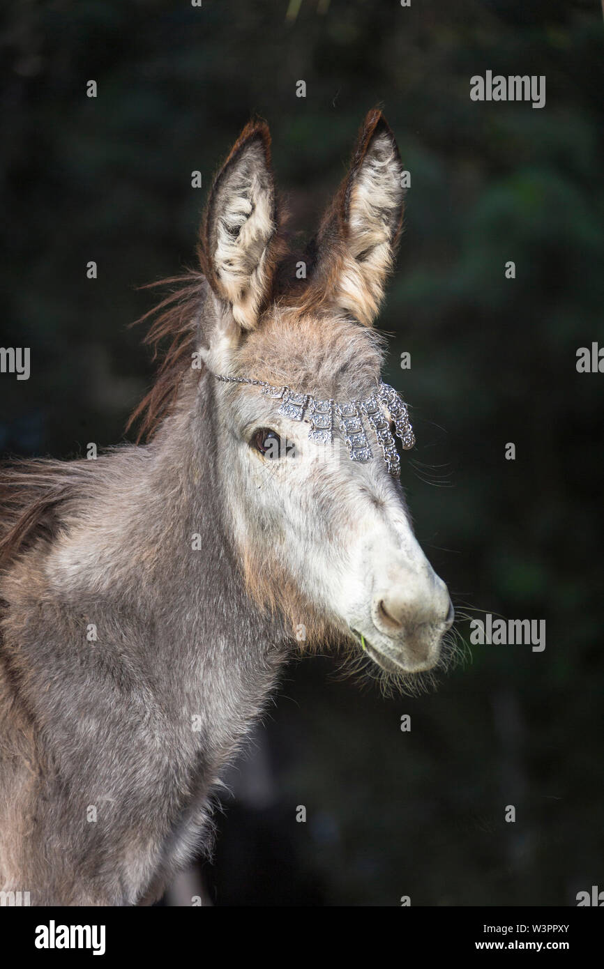 Domestic Donkey (Equus asinus asinus). Portrait of adult jenny wearing ...