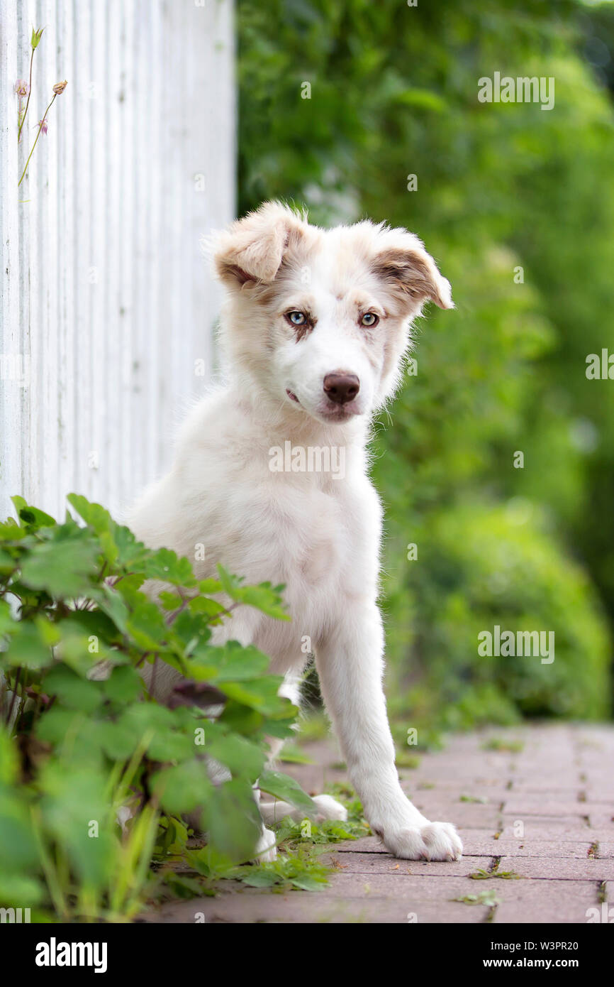 15 weeks old hi-res stock photography and images - Alamy