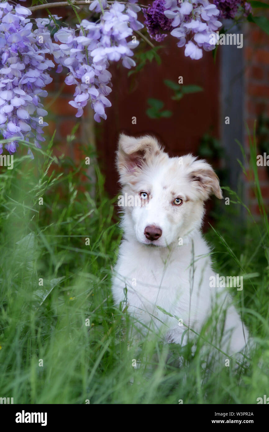 15 weeks old hi-res stock photography and images - Alamy