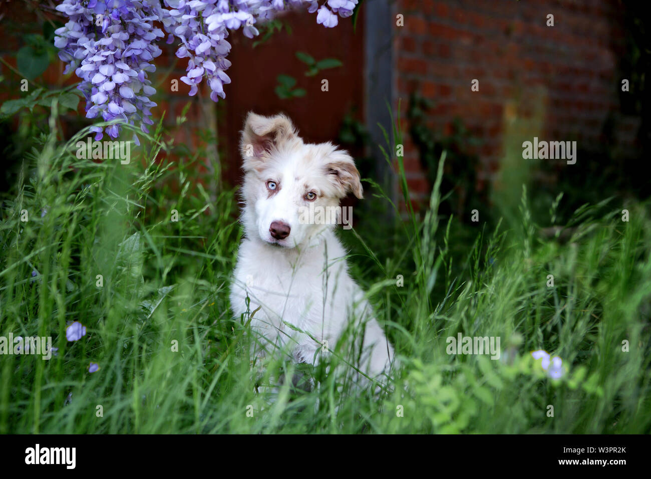 Border Collie. Puppy (she dog, 15 weeks old) sitting in grass under ...