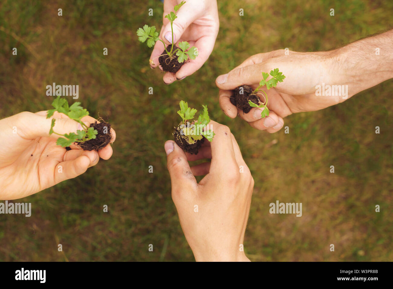four people hands holding the small plants in the garden, global unity ...