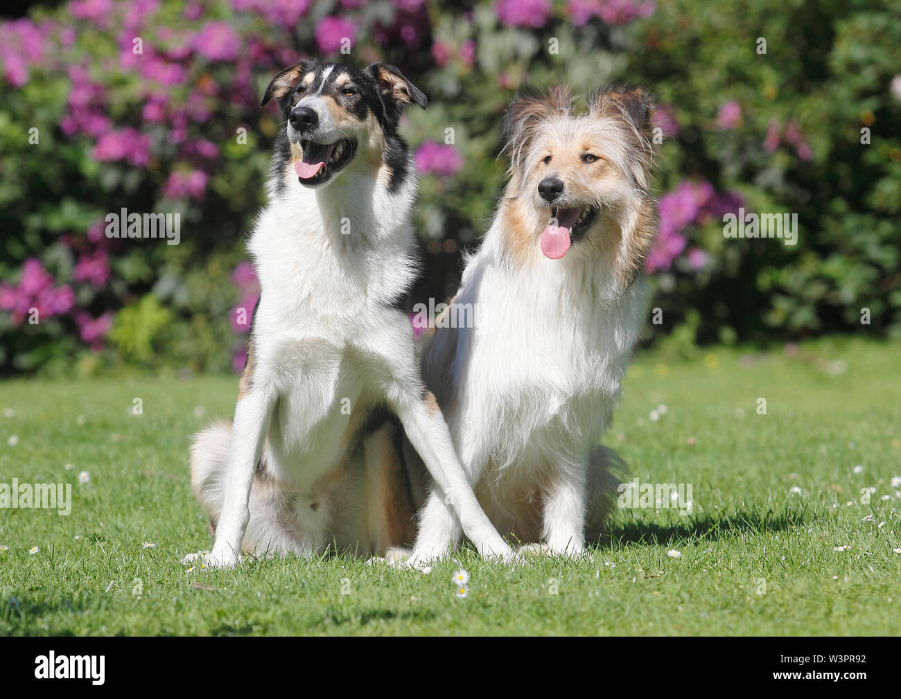 Mixed-breed dog (Bearded Collie x Rough Collie). Two juveniles sitting ...