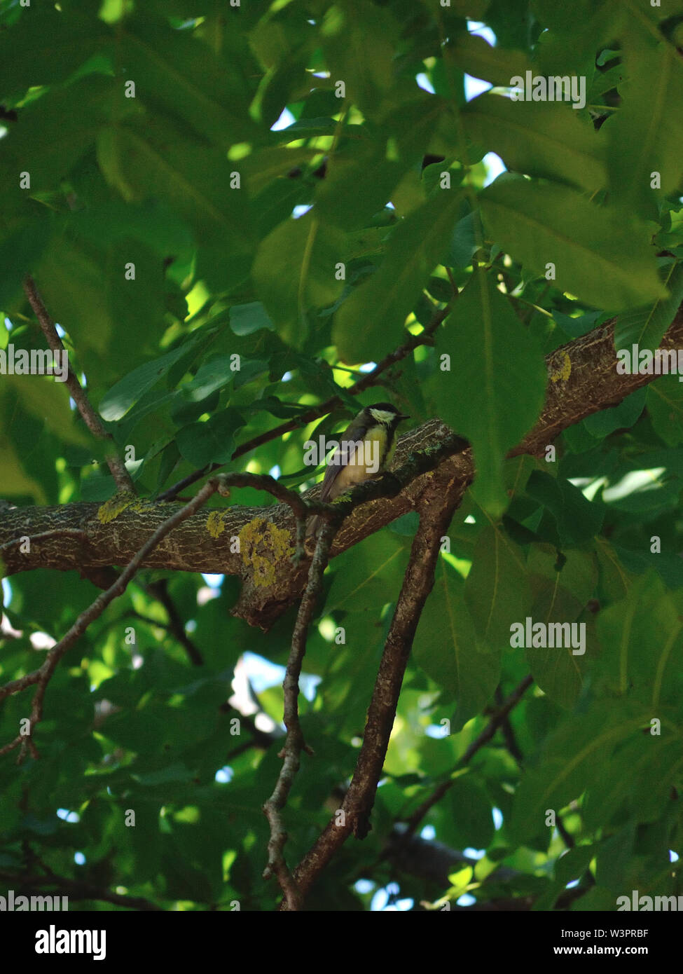 Walnut branch hi-res stock photography and images - Alamy