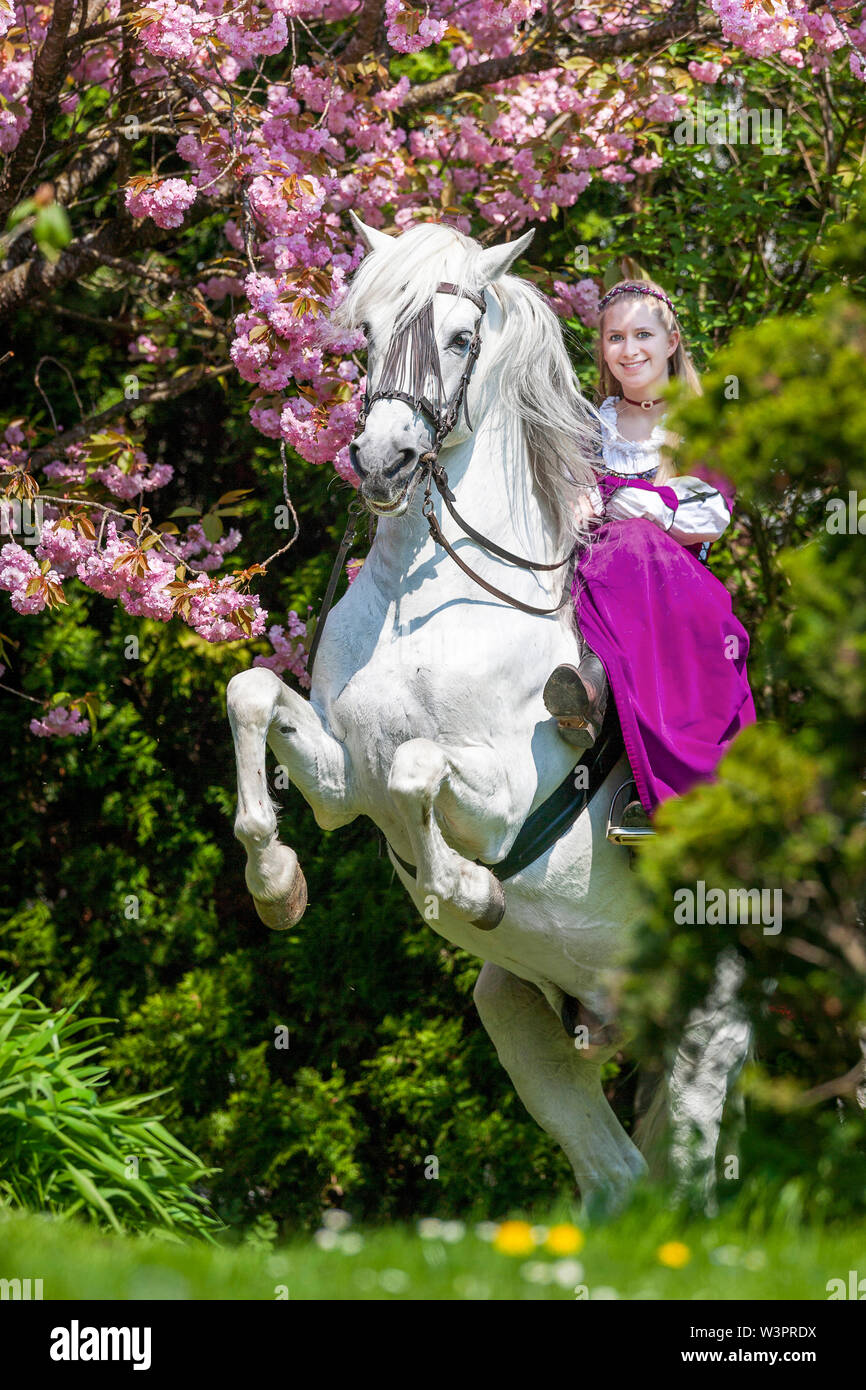 Rearing Andalusian Horse High Resolution Stock Photography and Images ...