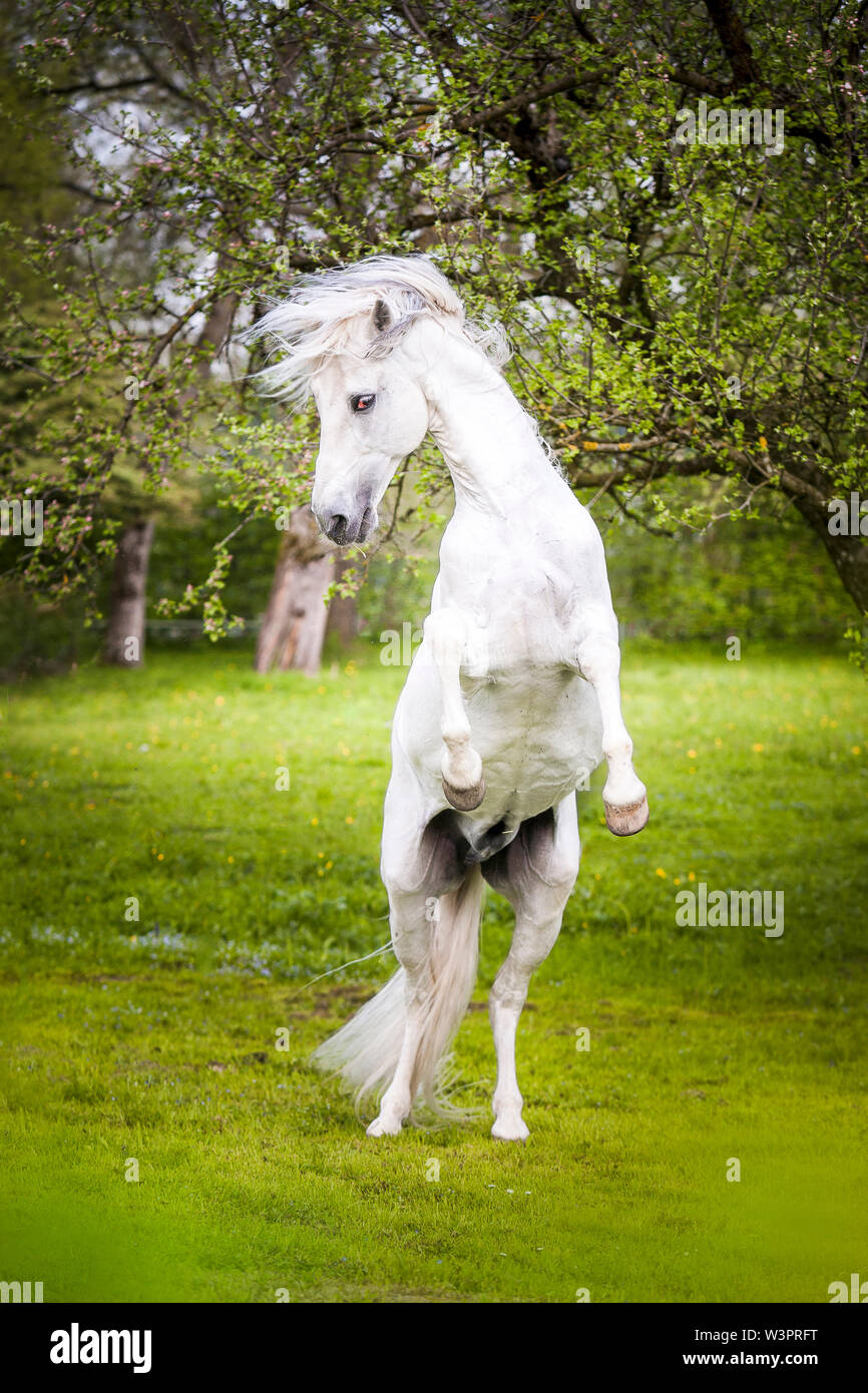 Rearing Andalusian Horse High Resolution Stock Photography and Images ...