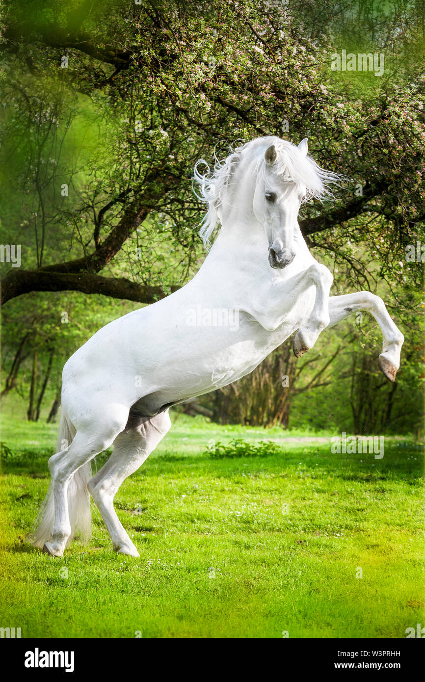 Rearing Andalusian Horse High Resolution Stock Photography and Images ...