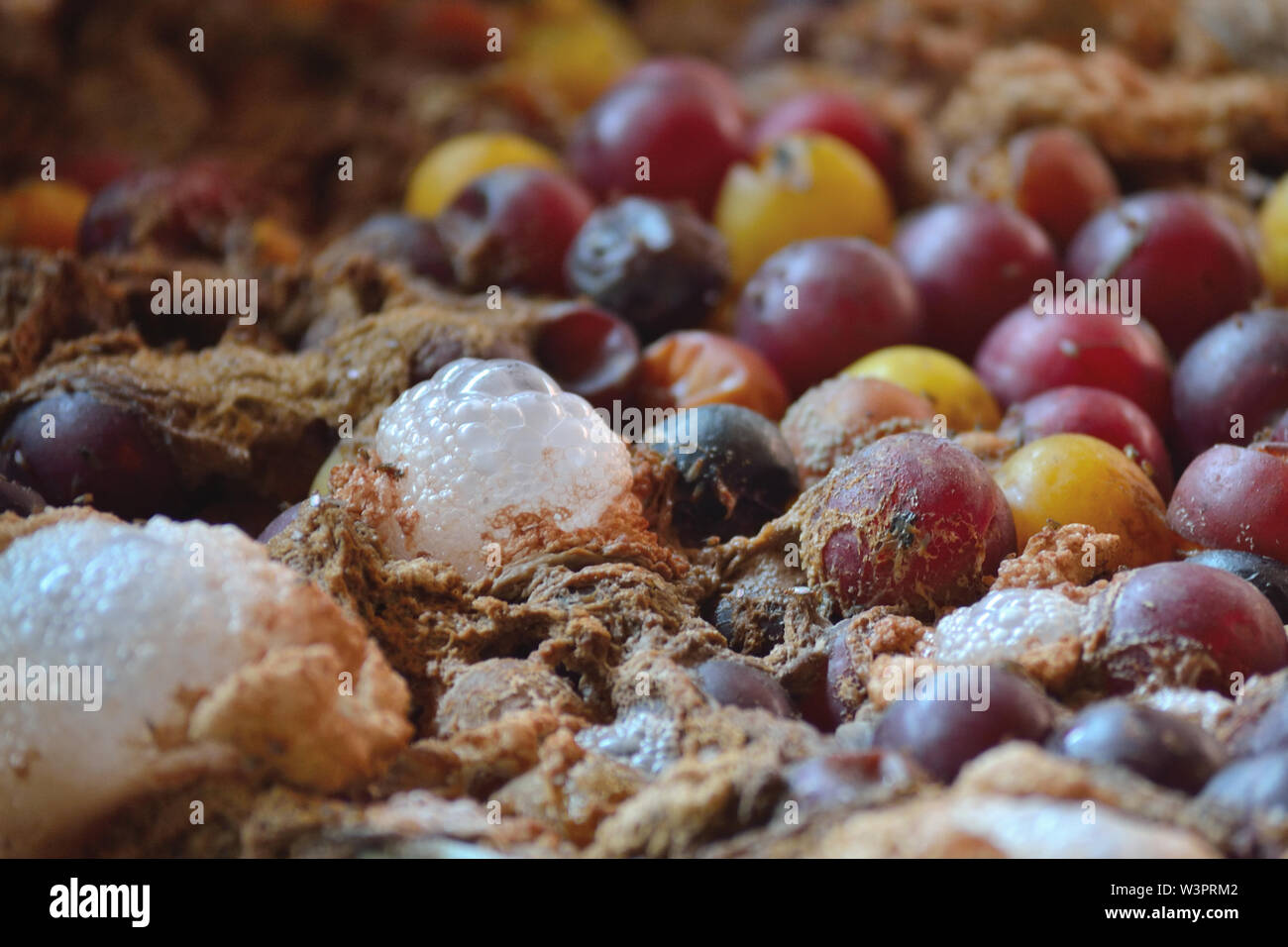 Natural plums fermentation bubbles for making slivovitz Stock Photo - Alamy