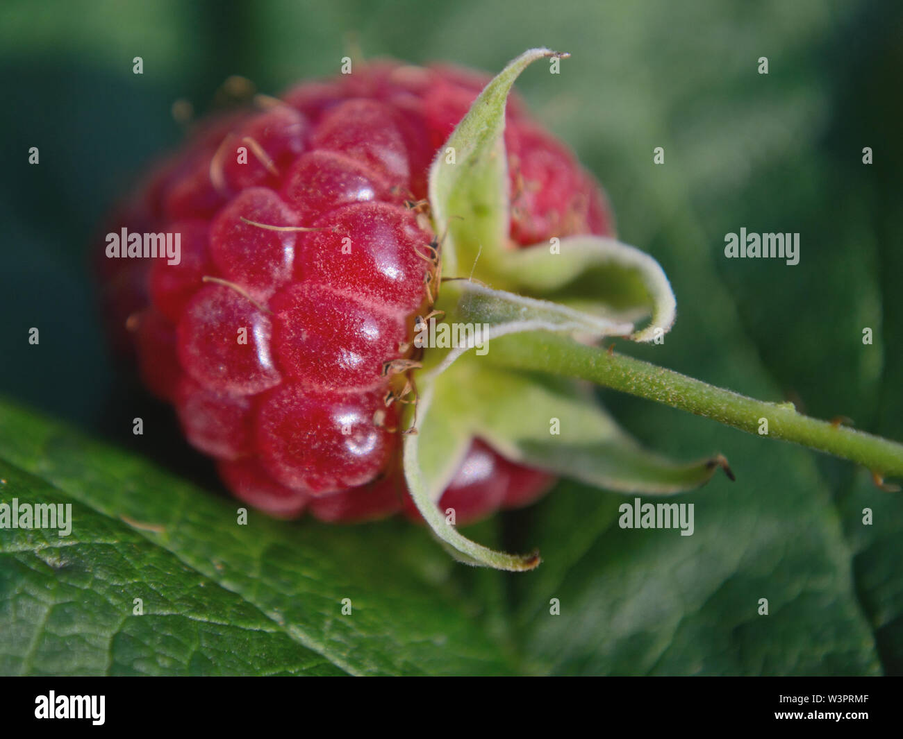 Raspberry close up hi-res stock photography and images - Alamy