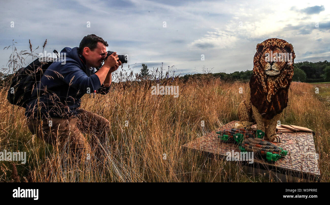 A man photographs a Lego lion as it arrives at Knowsley Safari Park ...