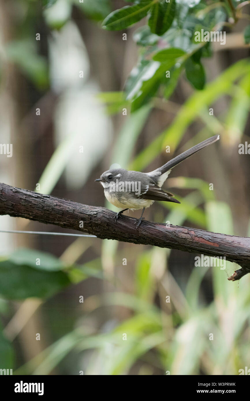 Australian fantail hi-res stock photography and images - Alamy
