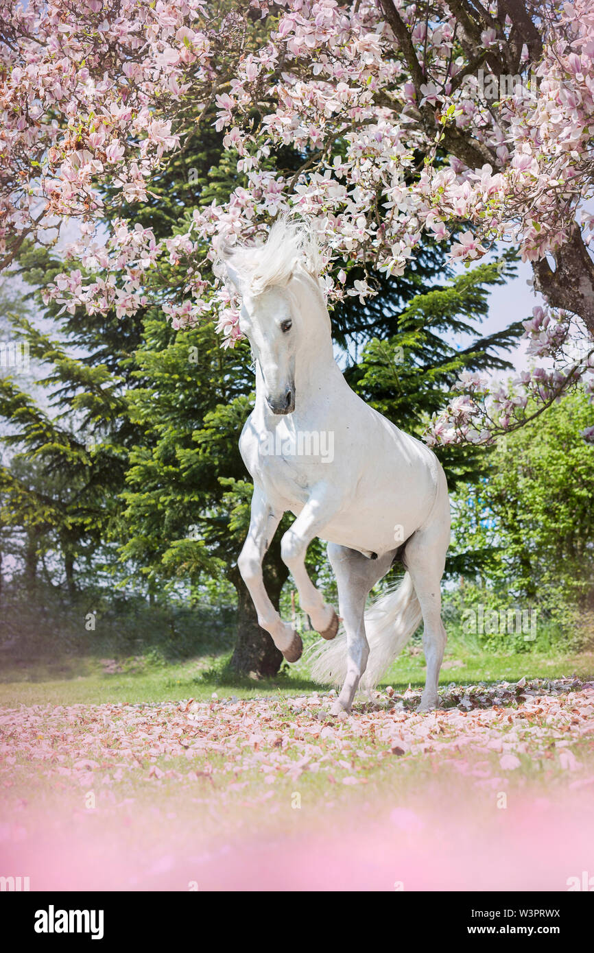 Pure Spanish Horse, Andalusian. Gray stallion rearing in front of a ...