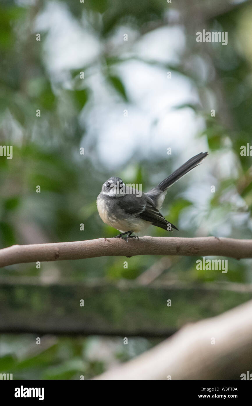 Australian fantail hi-res stock photography and images - Alamy