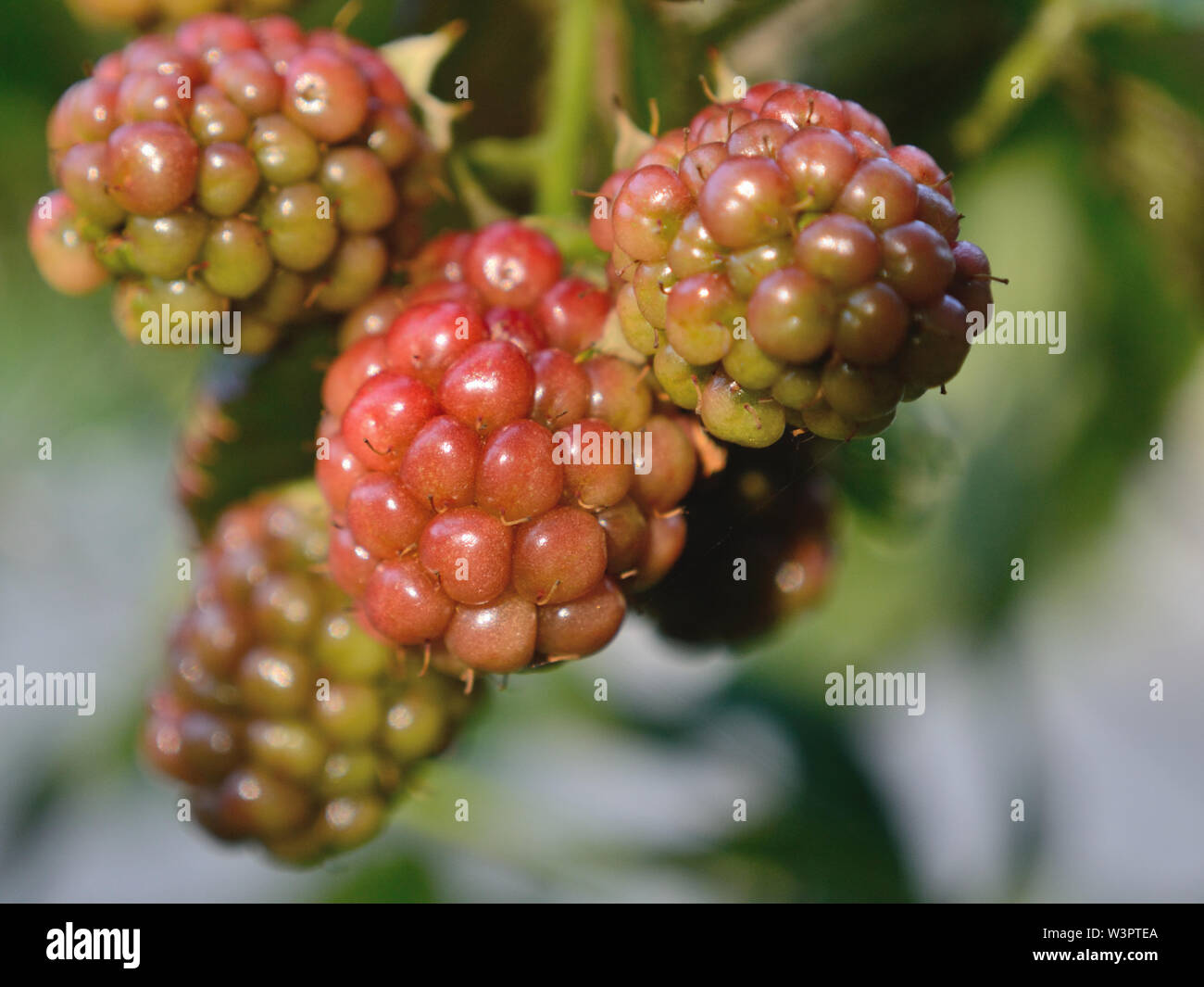 Rubus fruticosus loch ness hi-res stock photography and images - Alamy