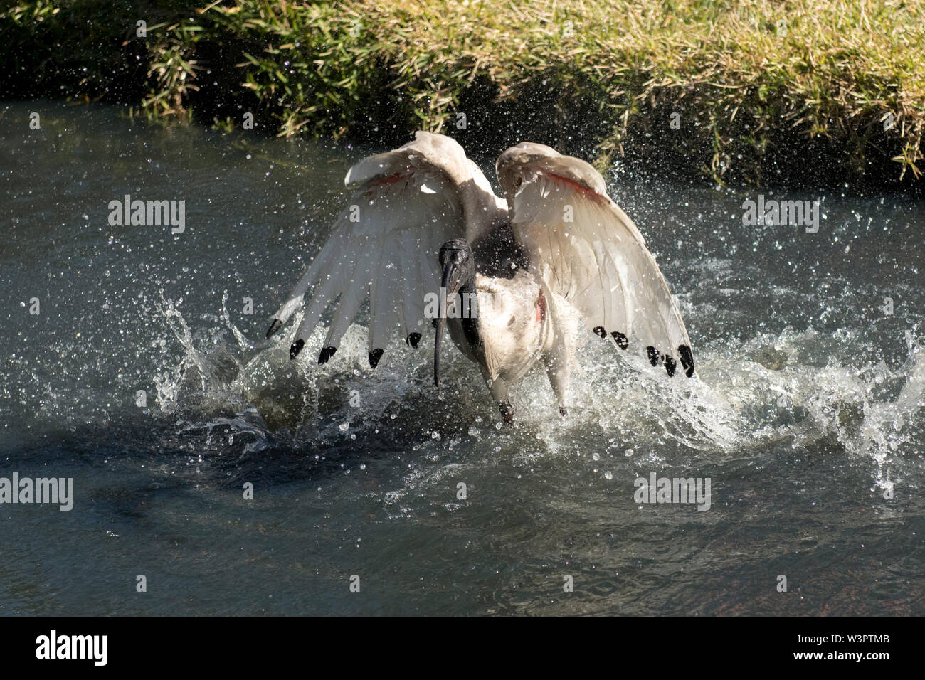 Australian native water bird hi-res stock photography and images - Alamy