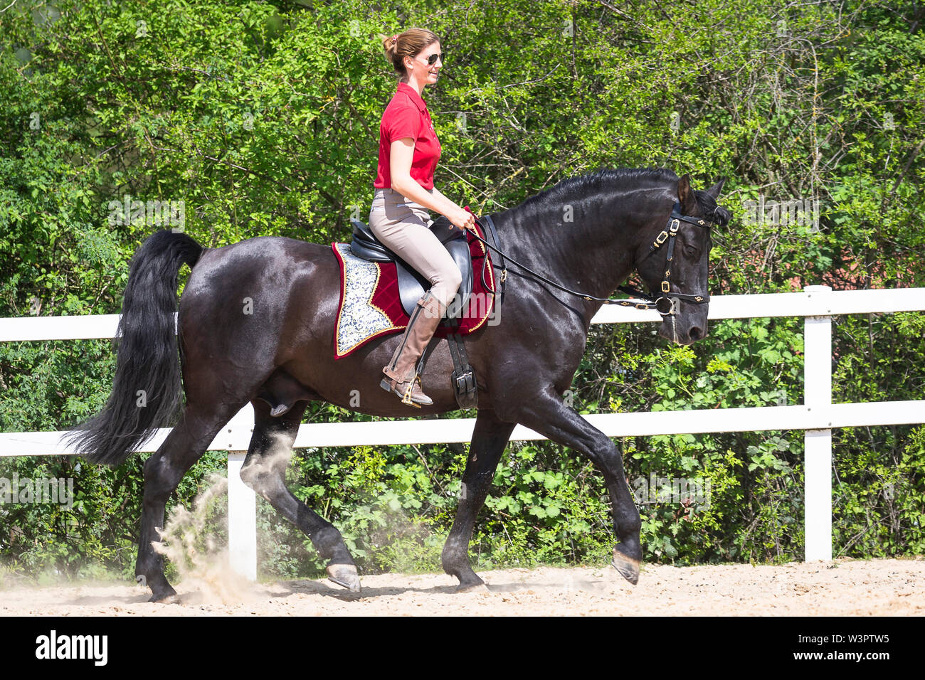 Pure Spanish Horse, Andalusian. Rider on black stallion, trotting on a ...