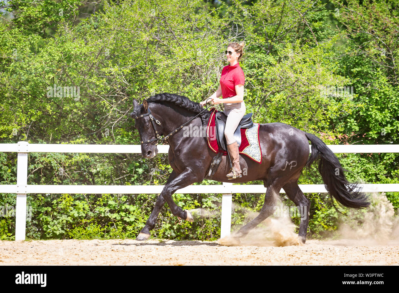 Pure Spanish Horse, Andalusian. Rider on black stallion, galopping on a ...