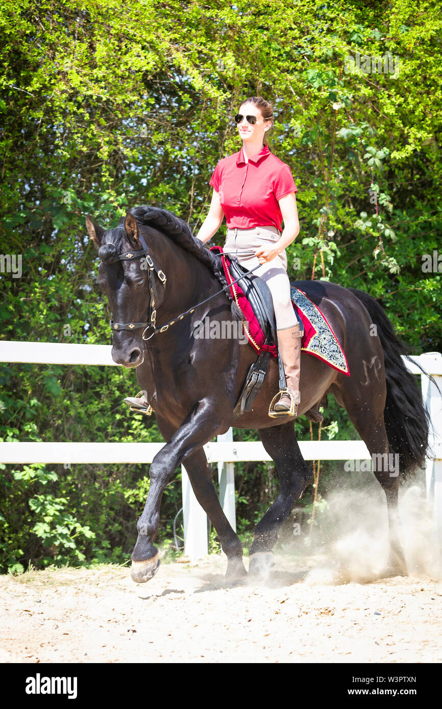 Pure Spanish Horse, Andalusian. Rider on black stallion, trotting on a ...